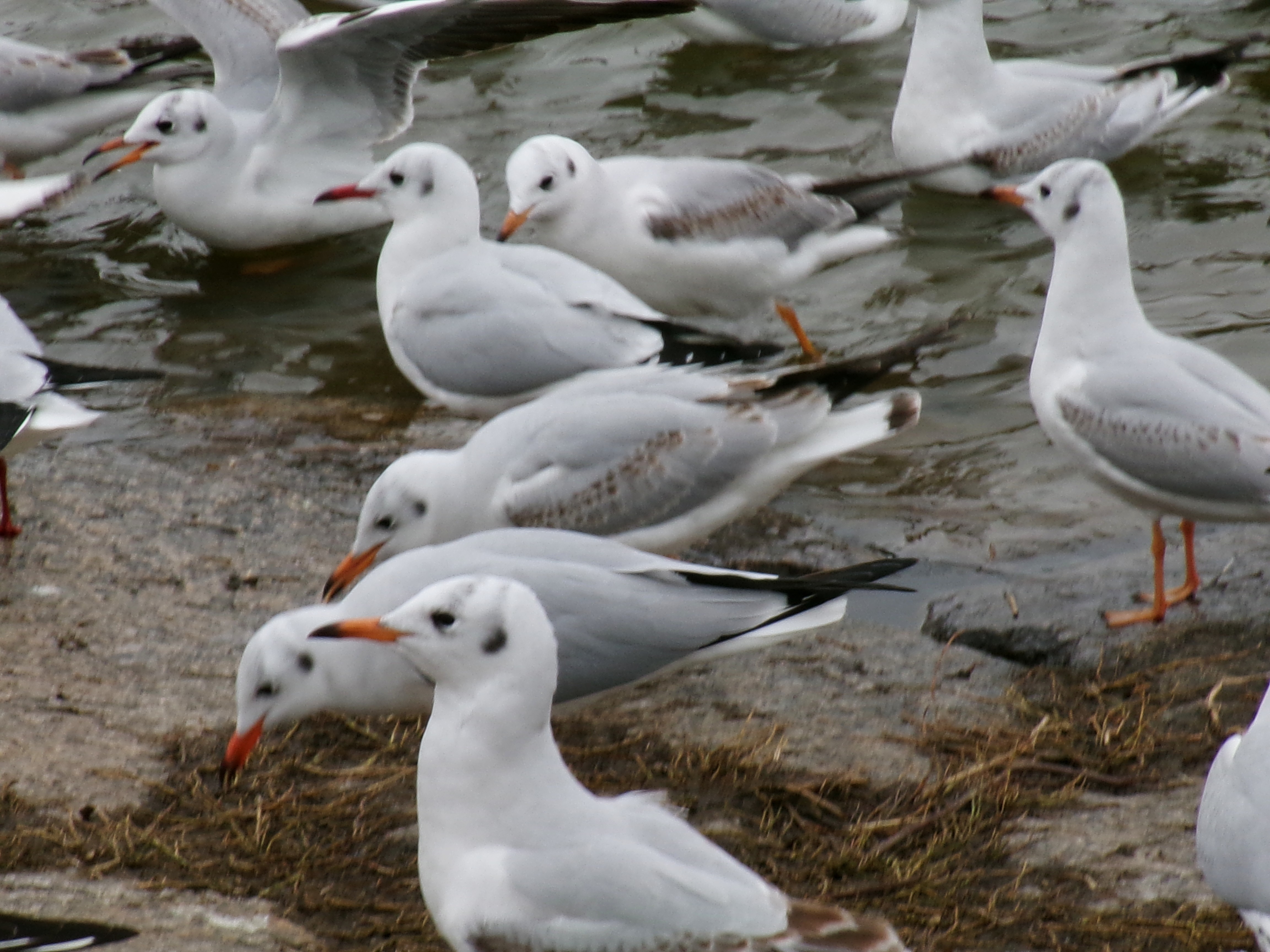 2026年1-6 ココちゃん通信 第1624号 – 大阪のうめ吉