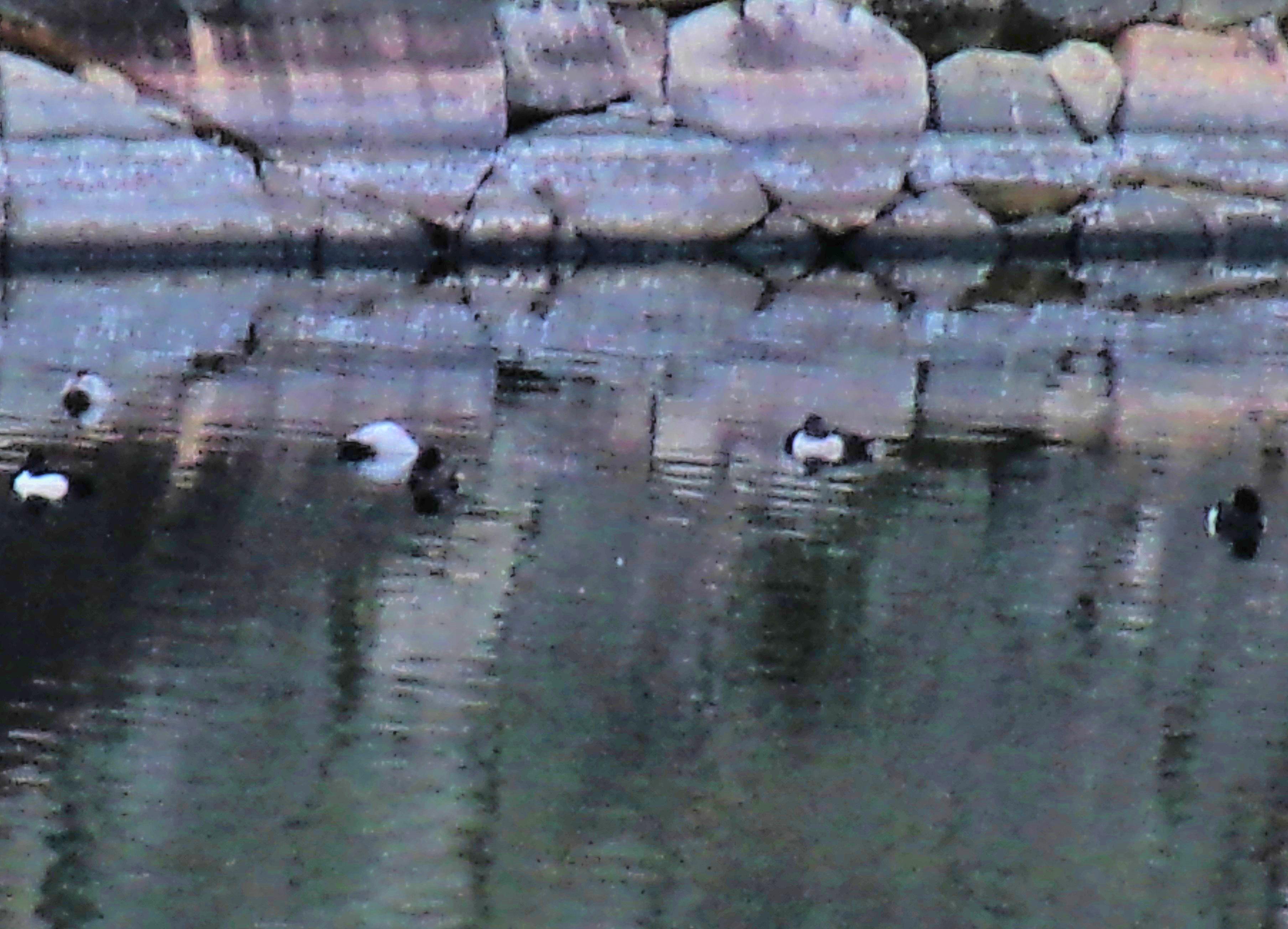 2026年1-4 ココちゃん通信 第1622号 – 大阪のうめ吉