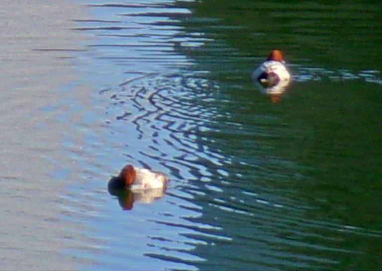 2026年1-4 ココちゃん通信 第1622号 – 大阪のうめ吉